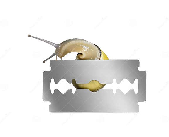 Grove Snail and Razor Blade Stock Photo - Image of closeup, nature ...