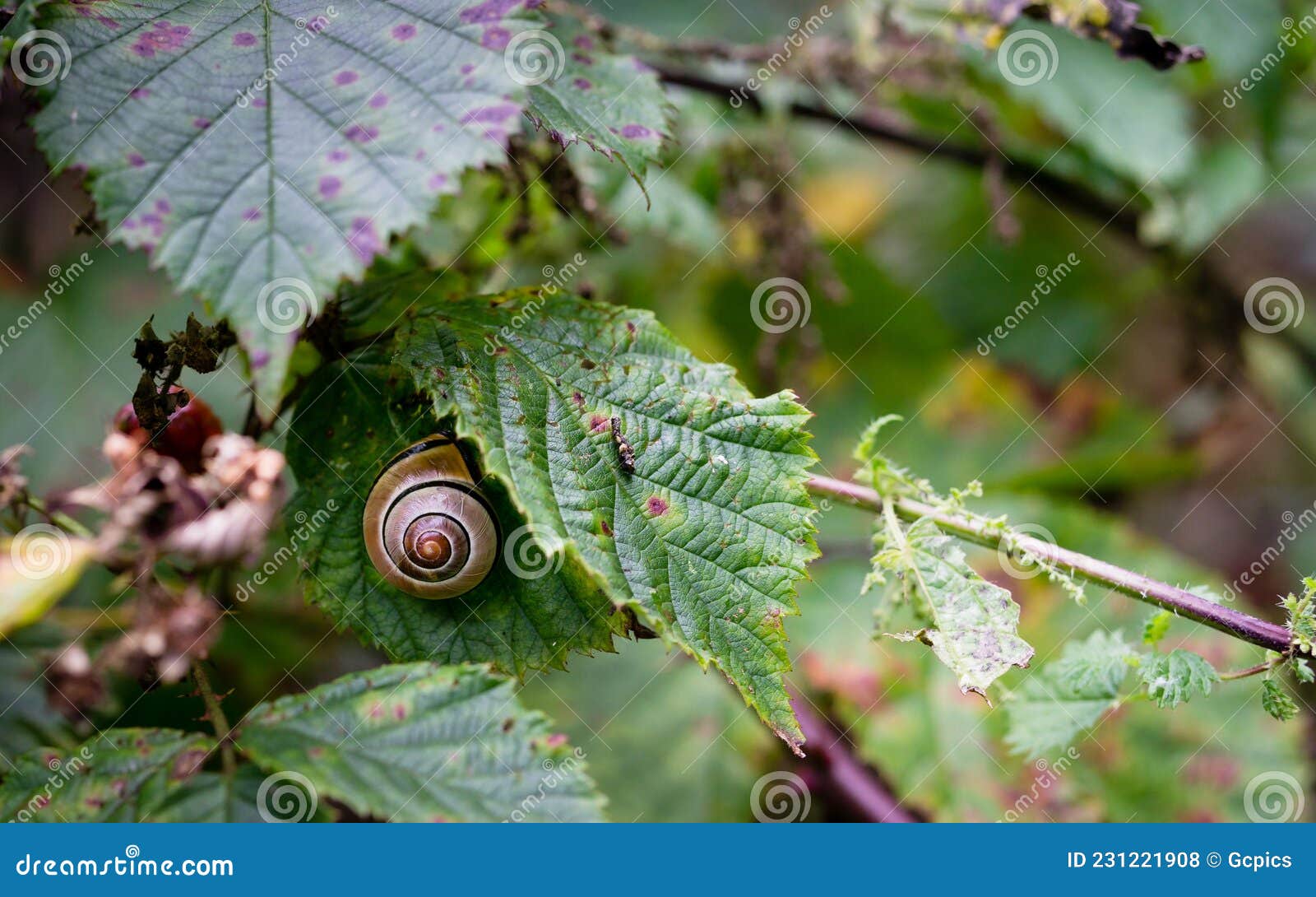 A Grove Snail in it`s Shell Sheltering Under a Leaf Stock Photo - Image ...