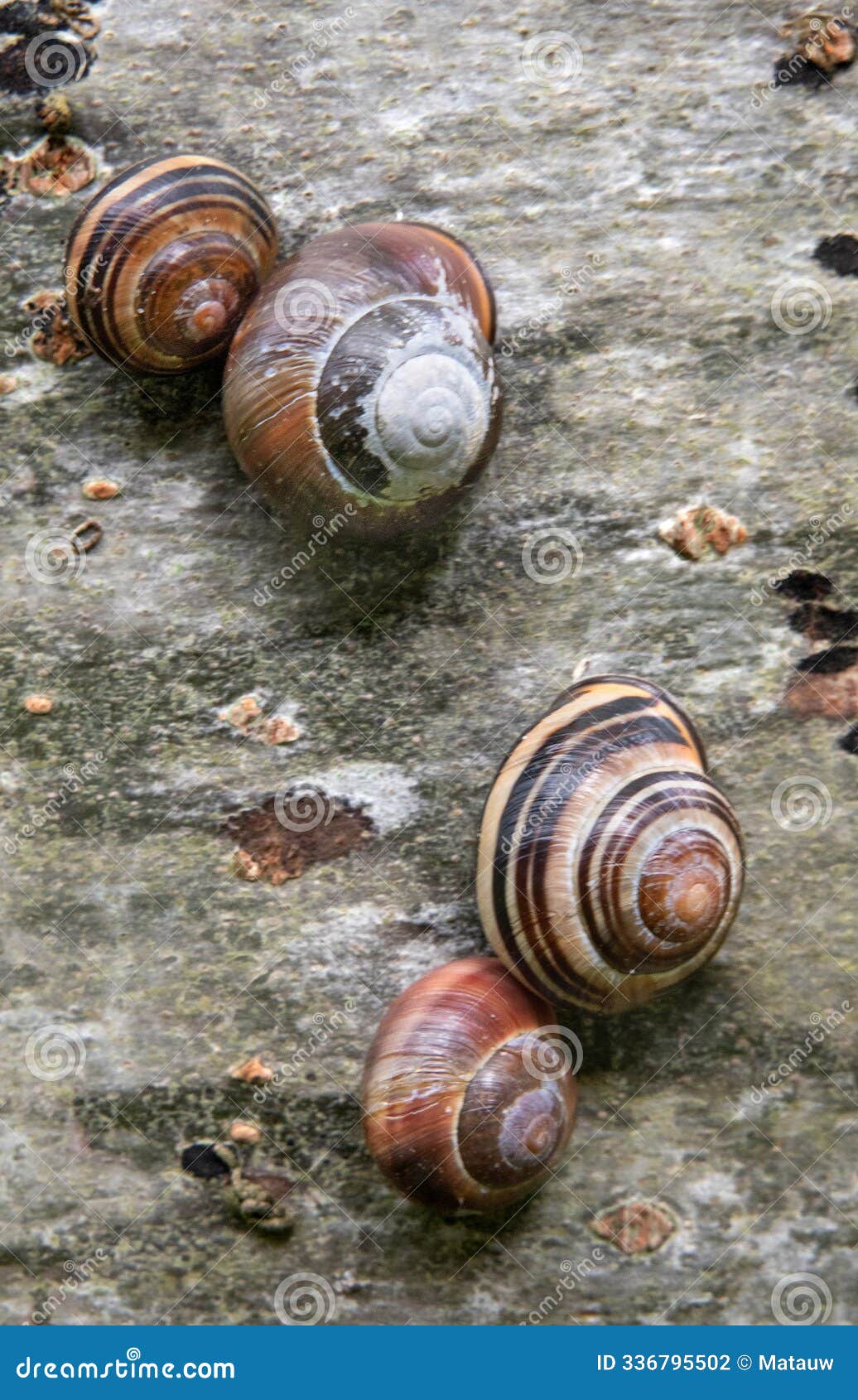 Grove Snails Or Brown-lipped Snails, Cepaea Nemoralis Royalty-Free ...