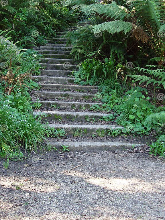 Grove Stairs stock photo. Image of mystery, trees, park - 85108