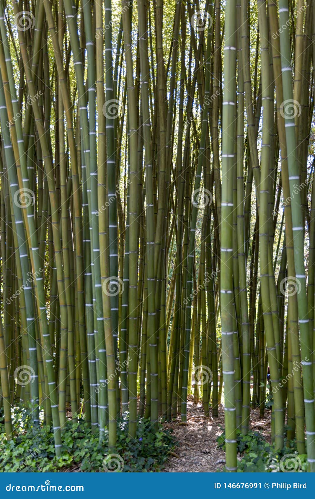 A Grove of Striped Bamboo Growing in Italy Stock Image - Image of ...