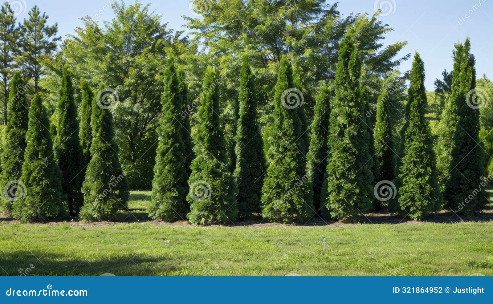 A Grove Of Evergreen Trees Growing On A Red Sandstone And White ...