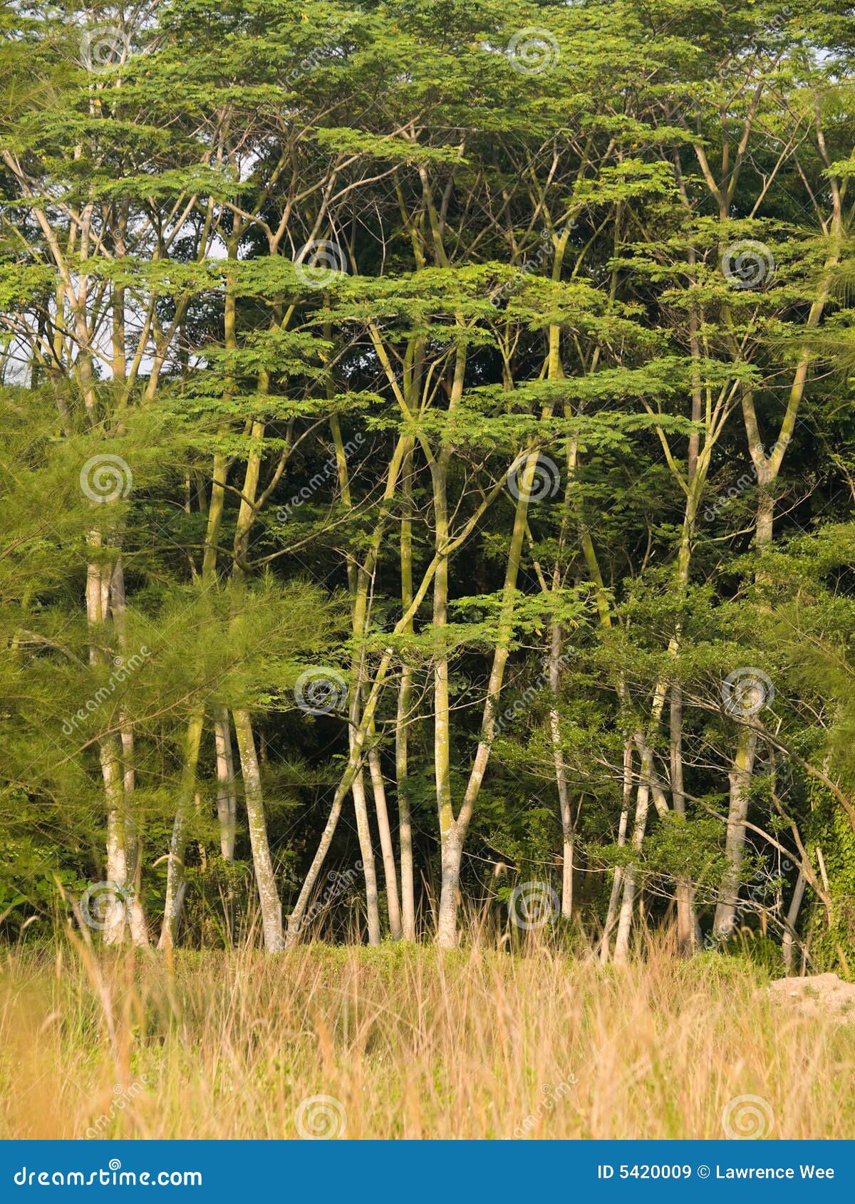 Grove of Tall Trees stock image. Image of nature, grove - 5420009