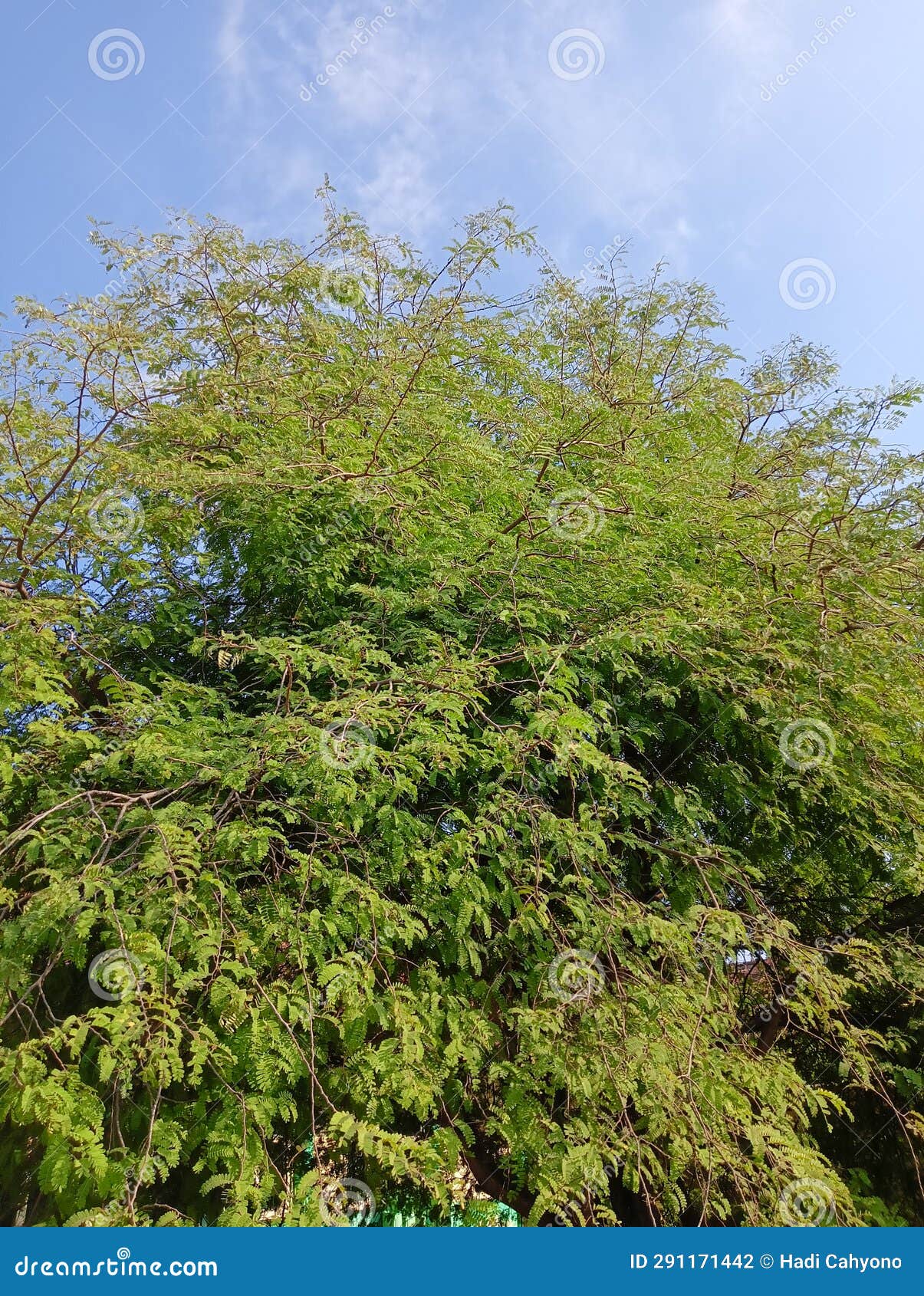 The Grove of Tamarind Trees Looks Lush and Green Stock Photo - Image of ...