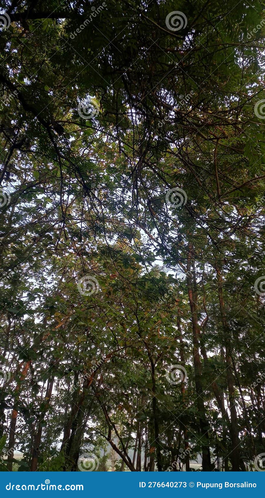 Tectona Grandis Teak Tropical Hardwood Tree Stock Image | CartoonDealer ...