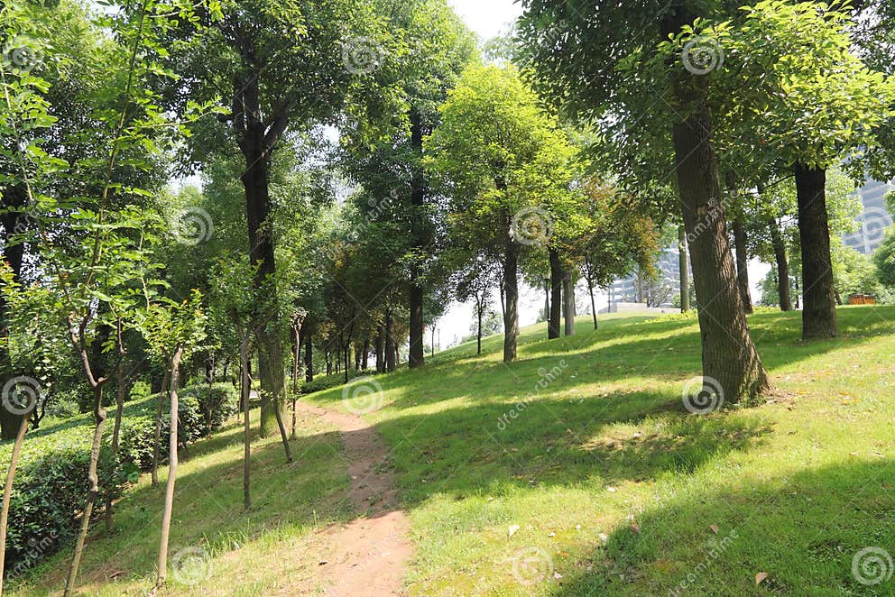 Grove stock photo. Image of tree, plant, incline, slope - 57733670