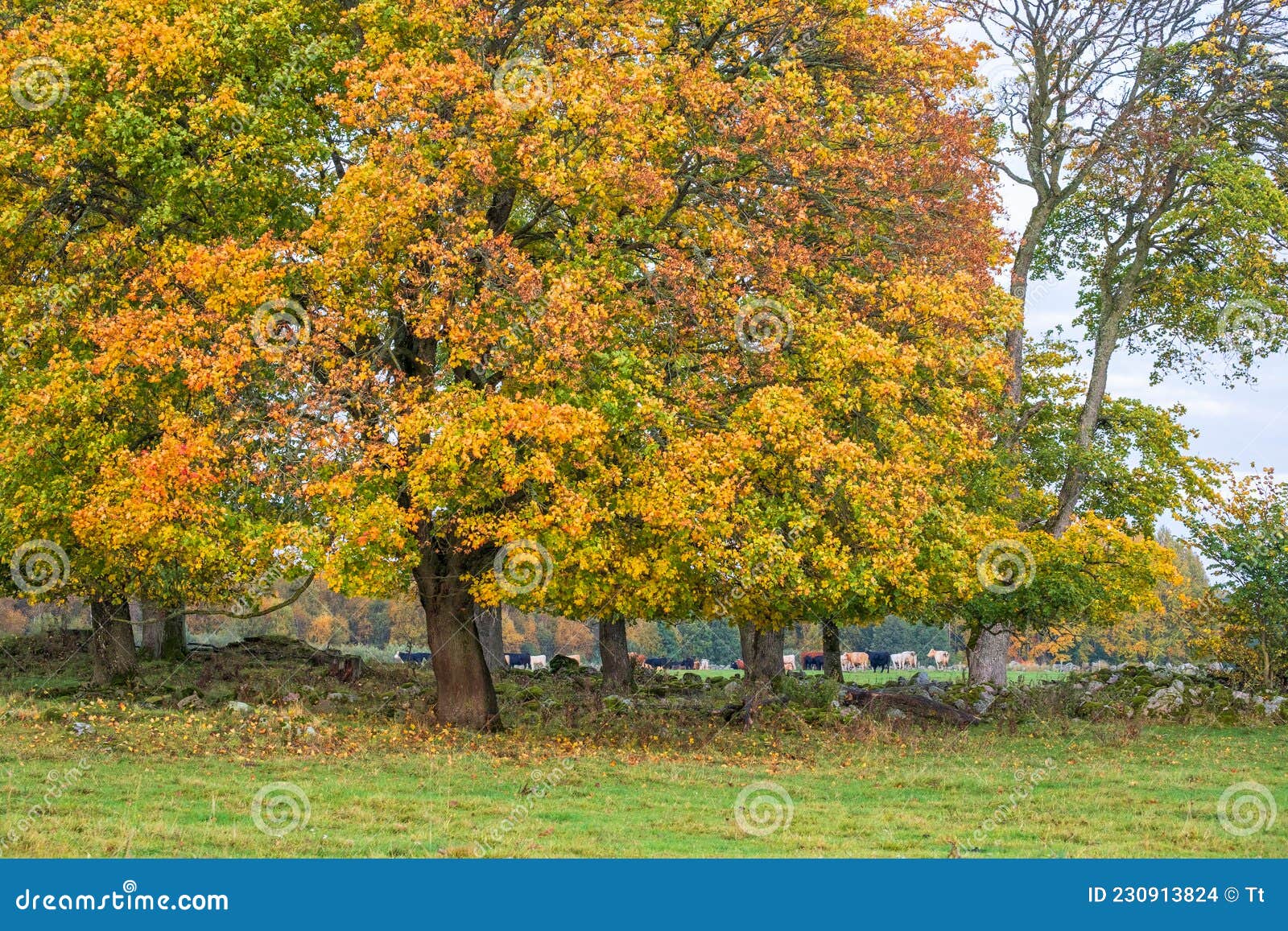 Grove of Trees with Autumn Colored Trees Stock Photo - Image of fall ...