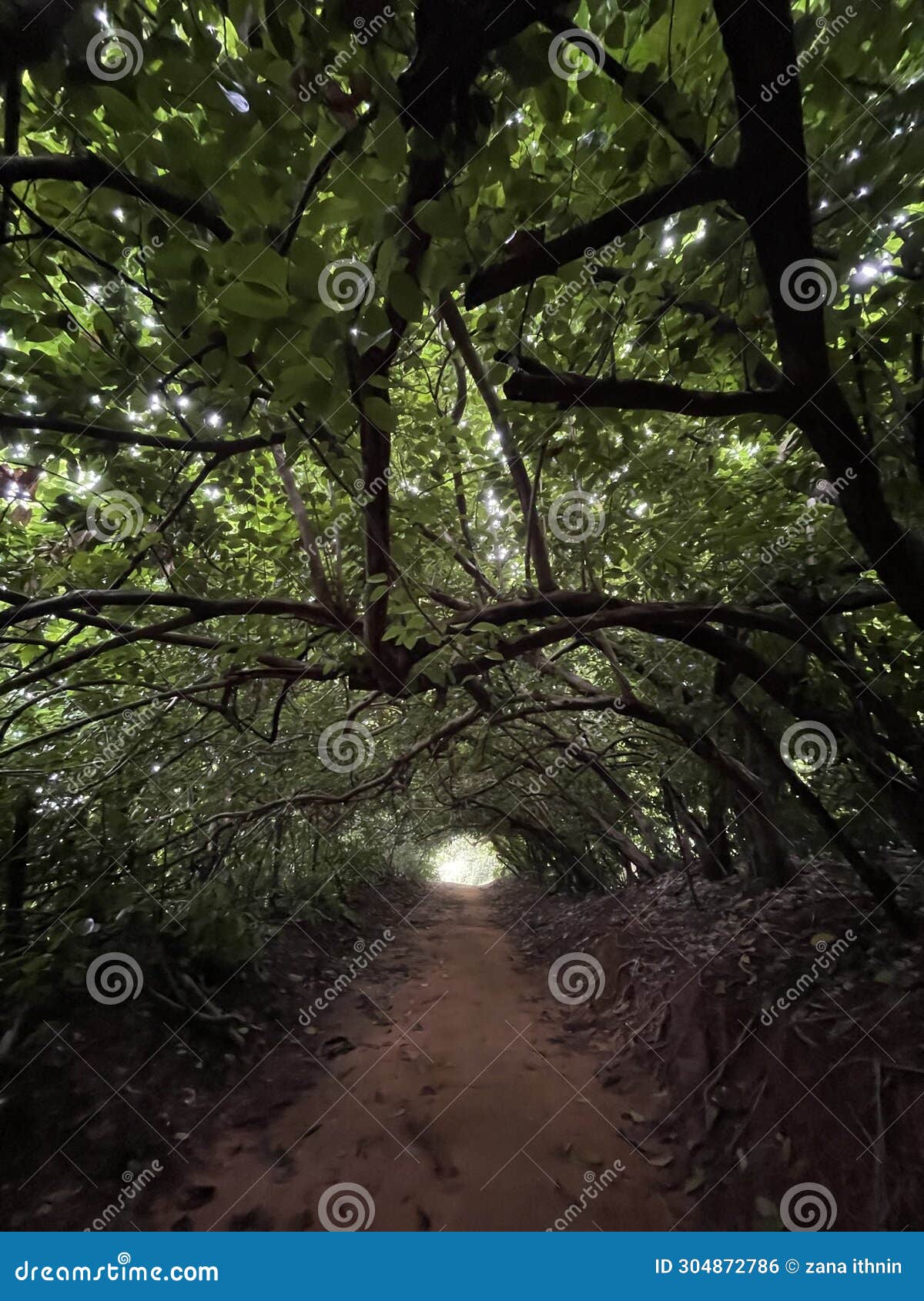Grove of trees stock photo. Image of trunk, landscape - 304872786