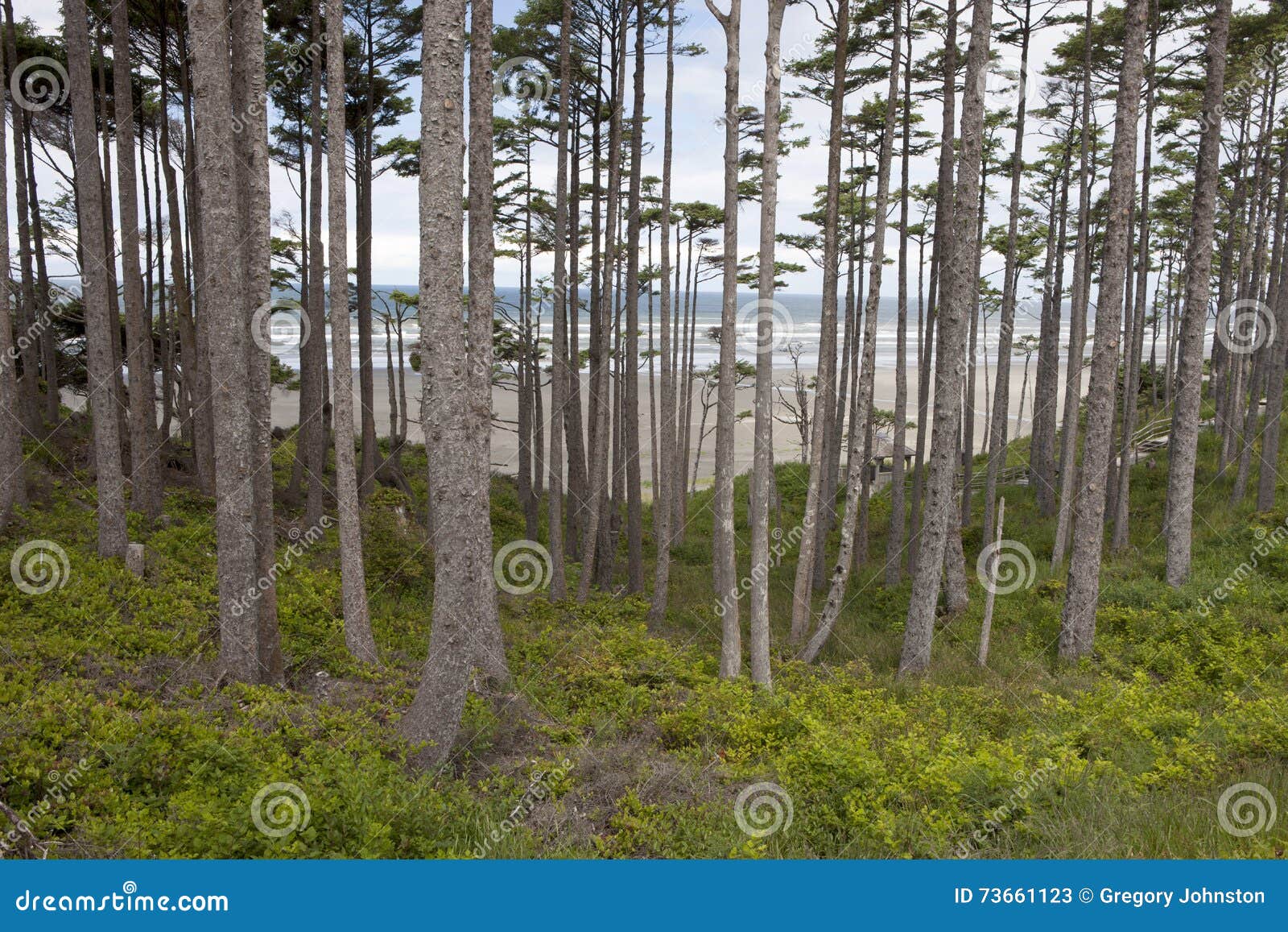 Grove of Trees by the Ocean. Stock Image - Image of outdoors, serene ...