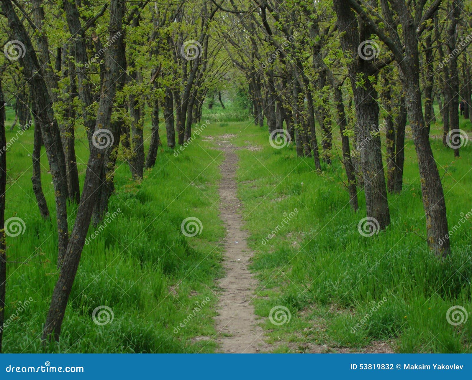Grove stock photo. Image of trees, pass, grove, trail - 53819832