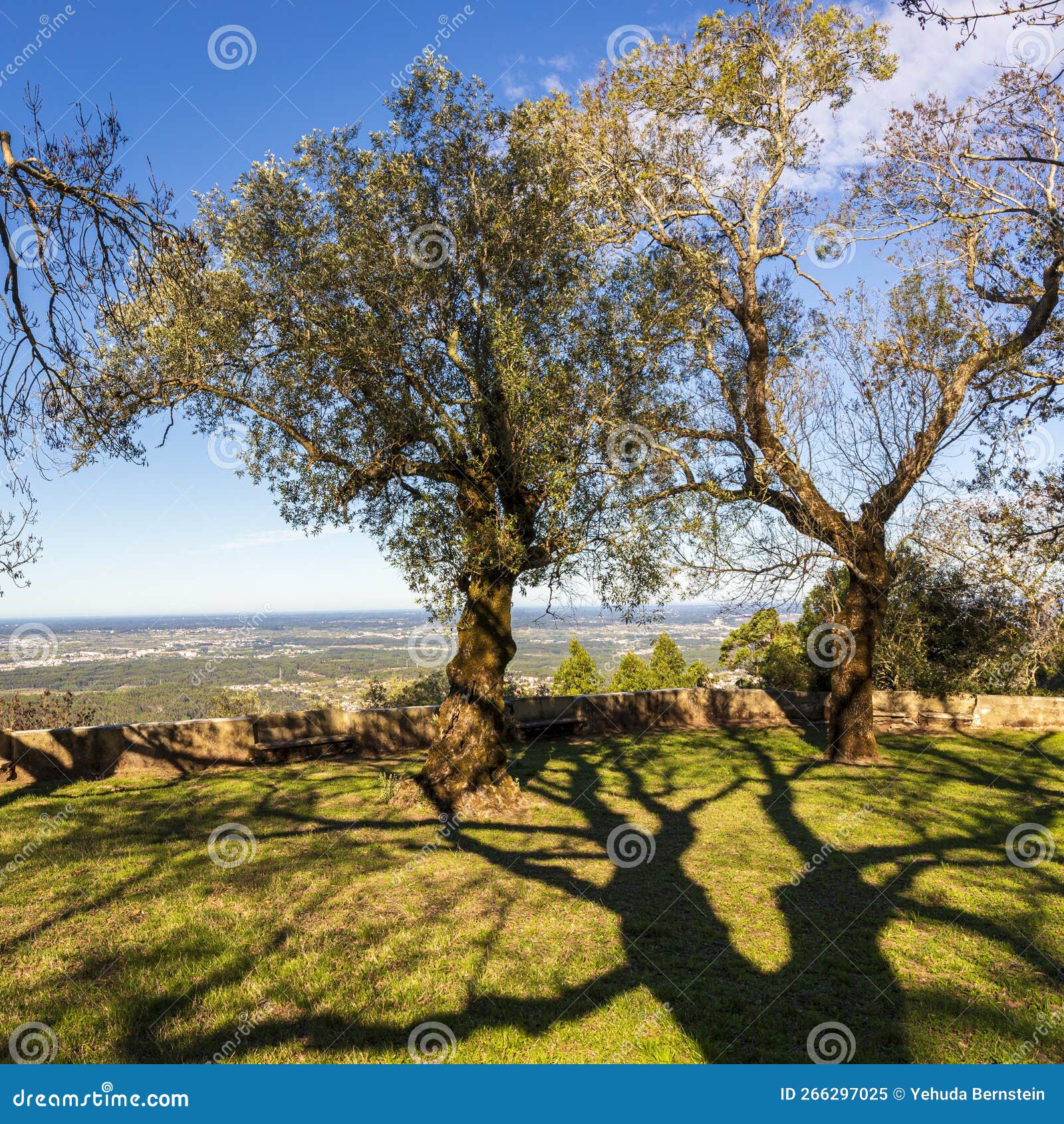 A grove of trees stock image. Image of grass, trees - 266297025