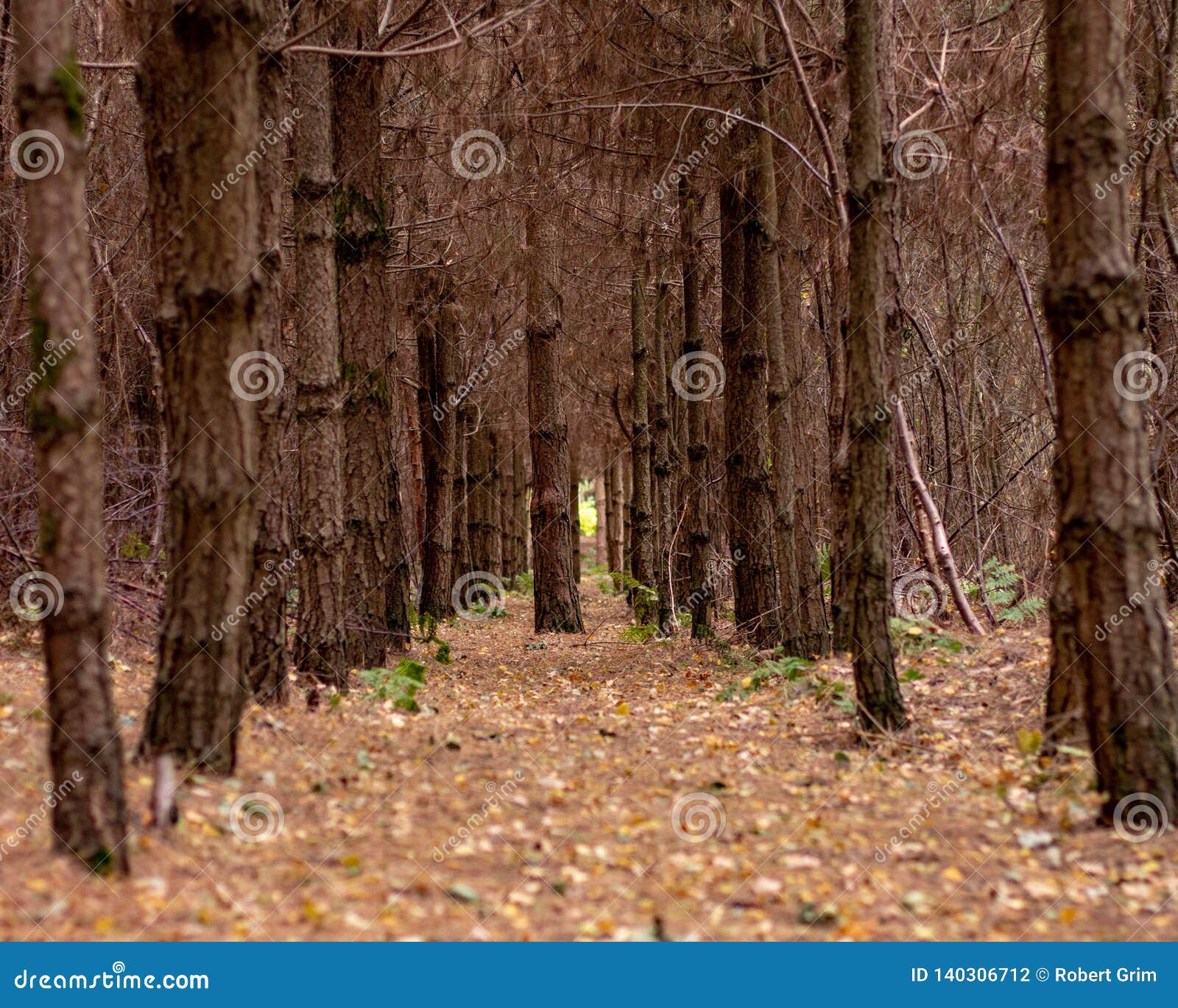 Grove Of Trees In Uniform Lines Forming A Natural Tunnel Stock Photo ...
