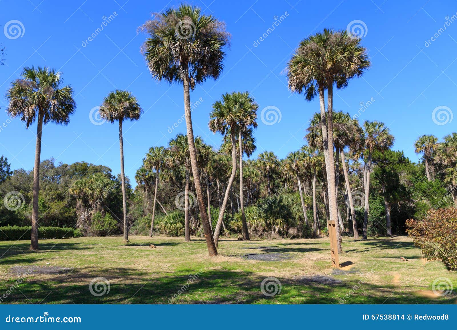 Grove Von Florida-Sabal-Palmen Stockfoto - Bild von sorte, kohl: 67538814
