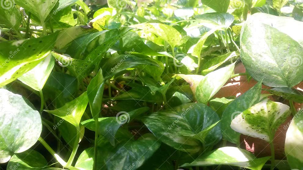 Groveling stock image. Image of plants, rastreras, enrredadera - 76482907