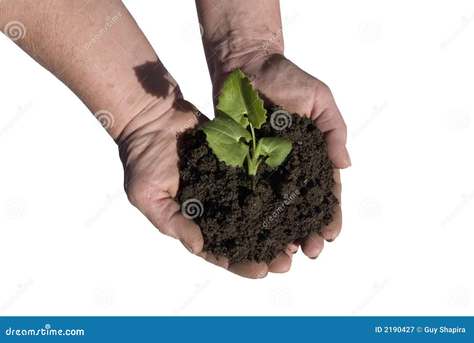 Grow stock image. Image of ecology, herb, black, sprout - 2190427