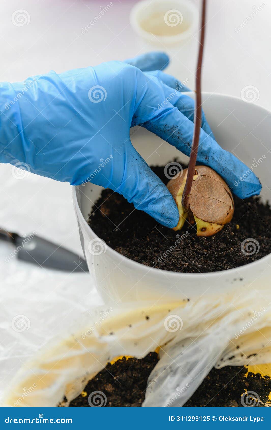 Hands Planting Seed Inside Pot with Soil, at Home. Stock Image - Image ...