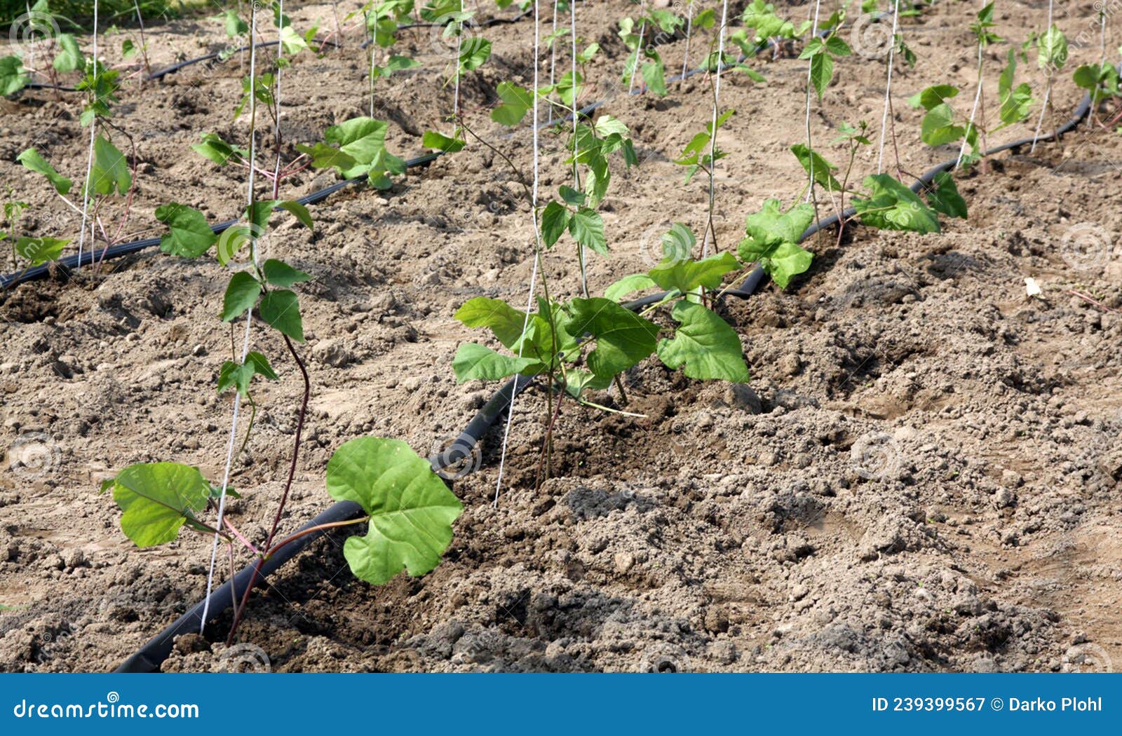 Bean Seedlings on a String Support with an Irrigation System Stock ...
