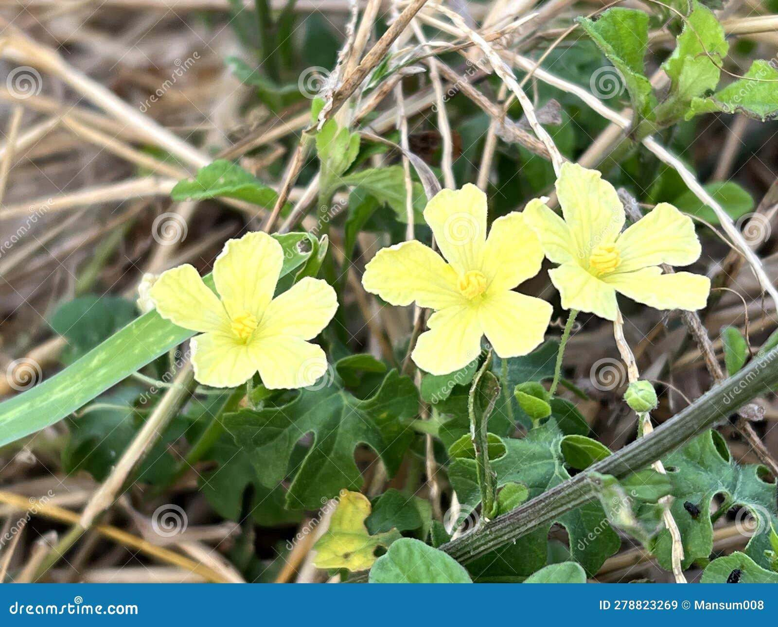 Grow Bitter Gourd in the Garden Stock Image - Image of japan, healthy ...
