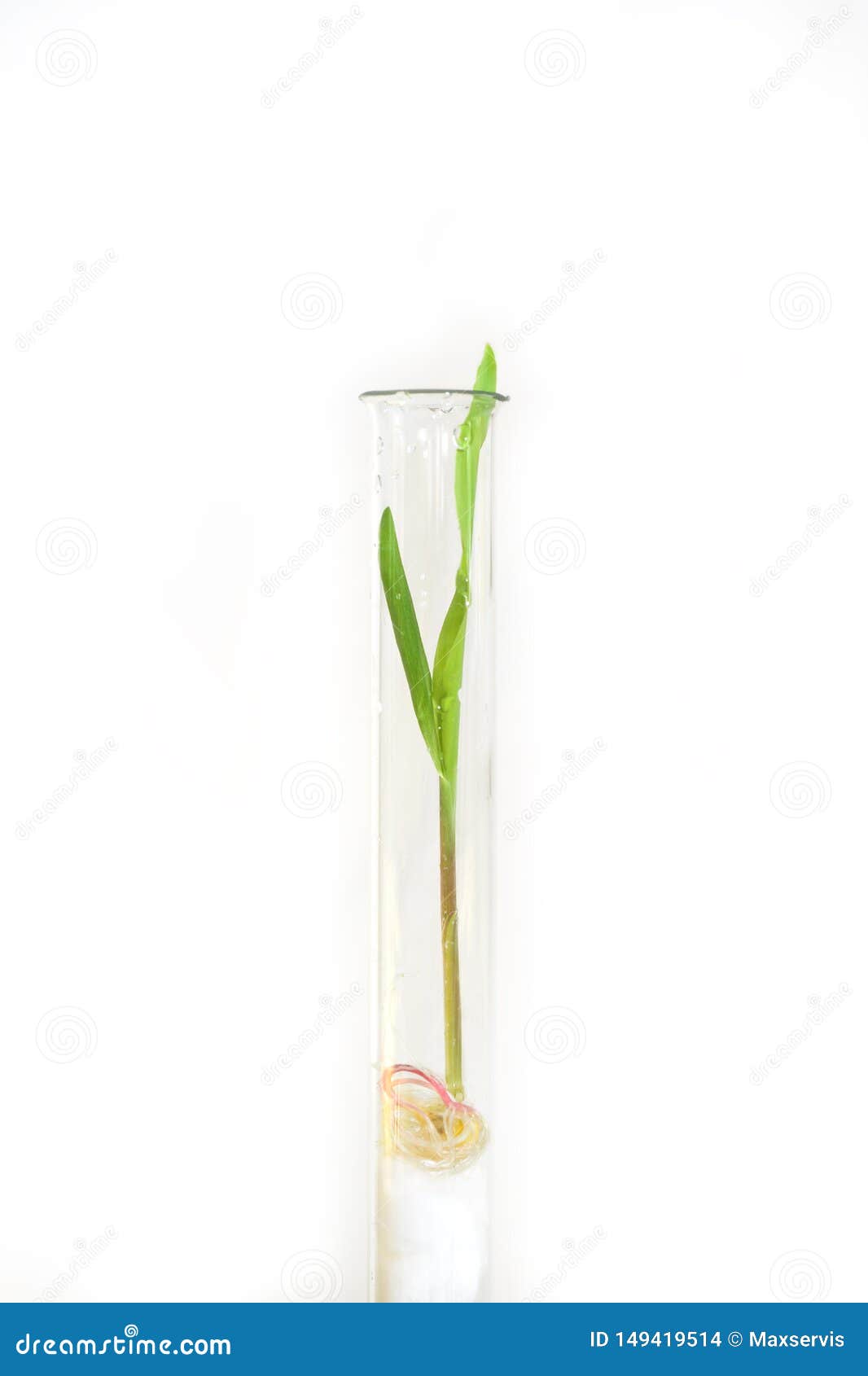 We Grow Corn from a Test Tube Stock Photo - Image of nature, germinated ...