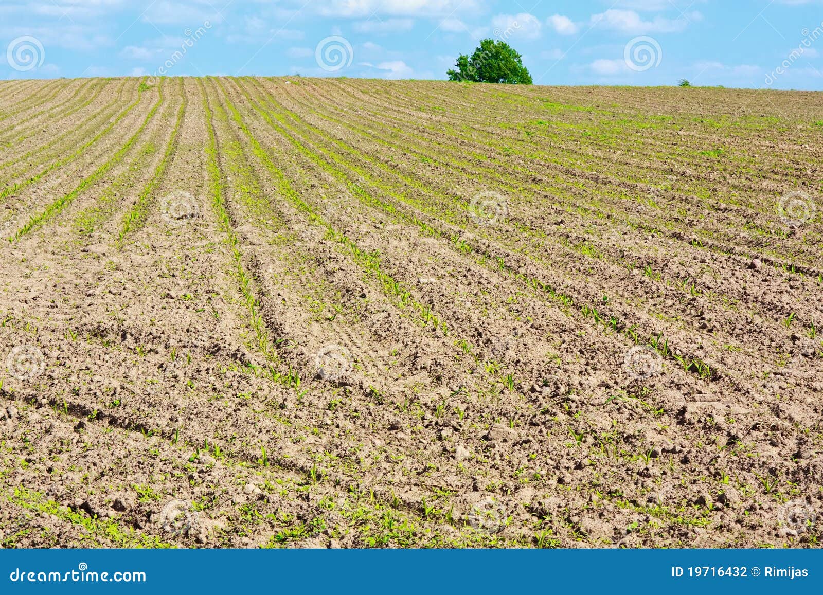 Grow crops stock photo. Image of harvest, growing, food - 19716432