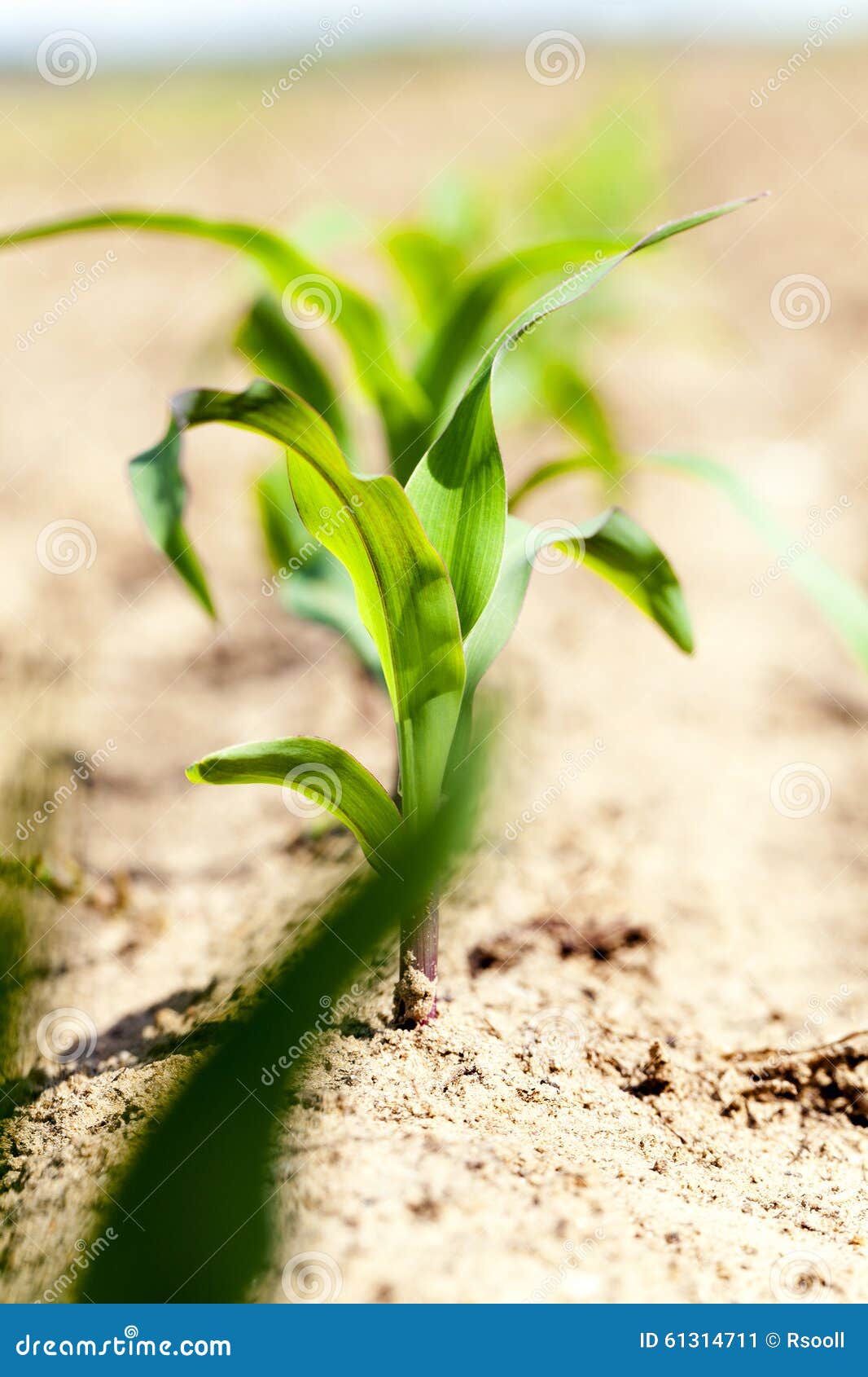 Grow green maize stock image. Image of rural, plant, crop - 61314711
