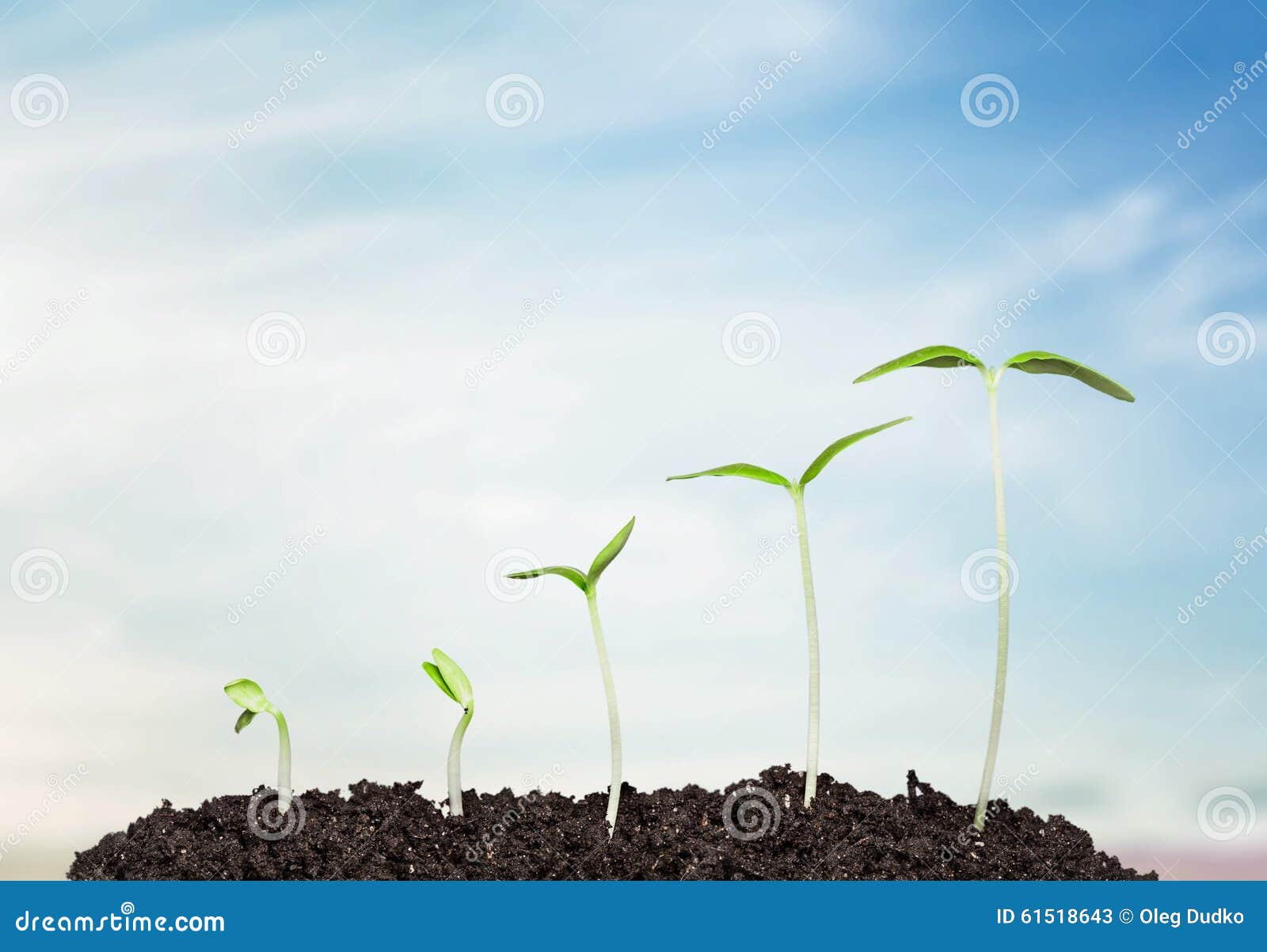 Grow stock image. Image of development, seedling, concept - 61518643