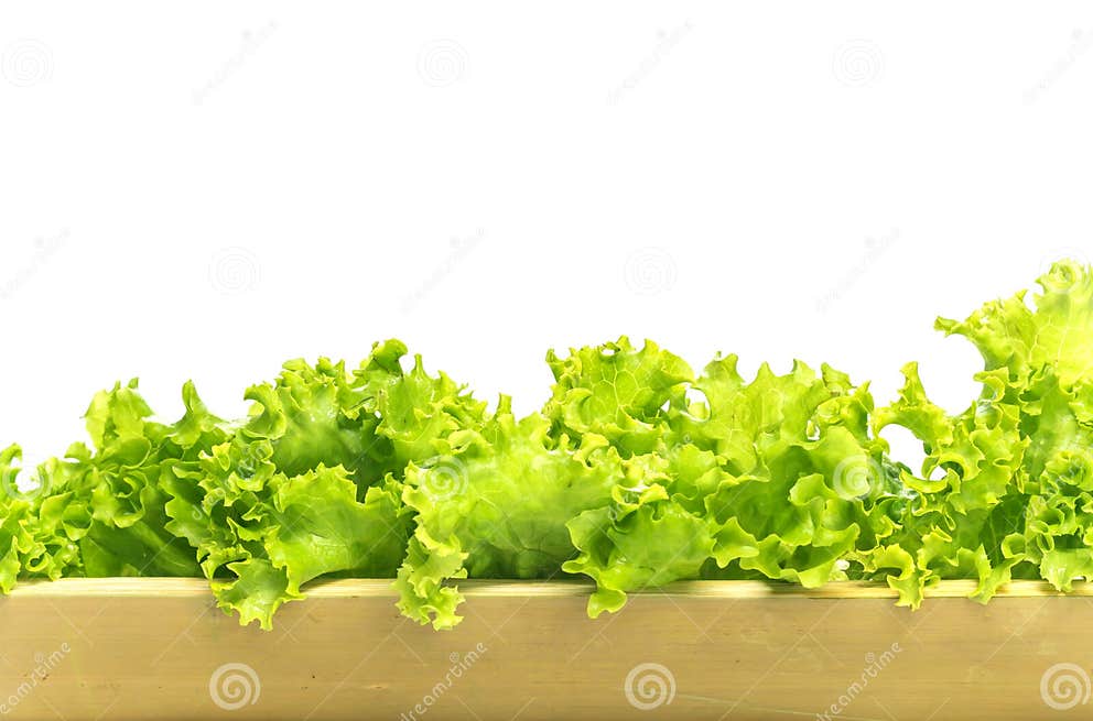 Grow Hydroponic Lettuce, Using Bamboo Tree instead of Plastic Tube ...