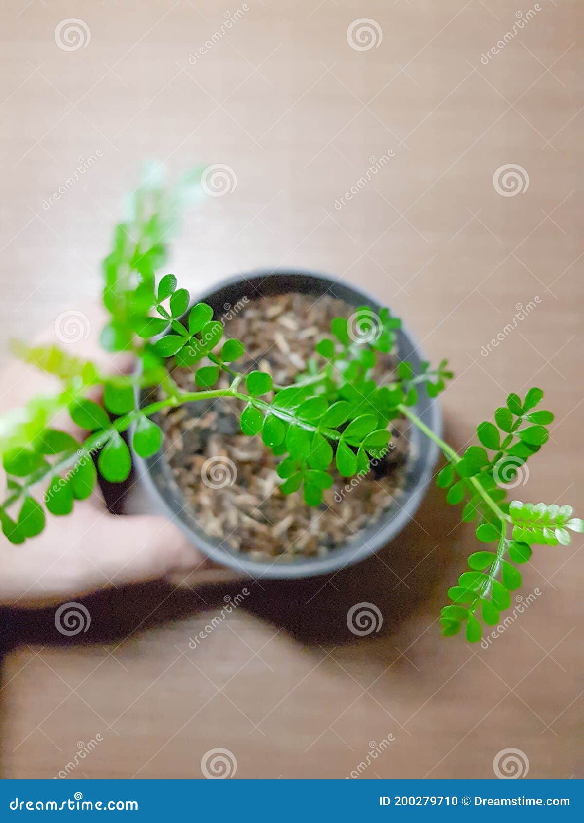 Grow Like a Tree, Slow but Sure Stock Photo - Image of tree, herb ...