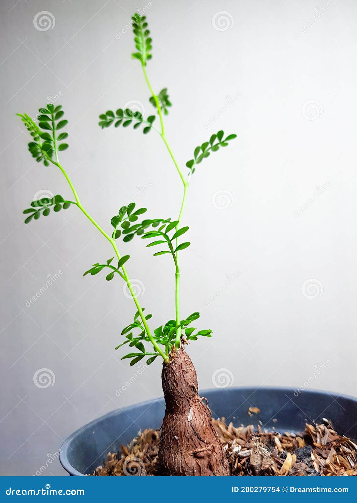 Grow Like a Tree, Slow but Sure Stock Photo - Image of greens, bonsai ...