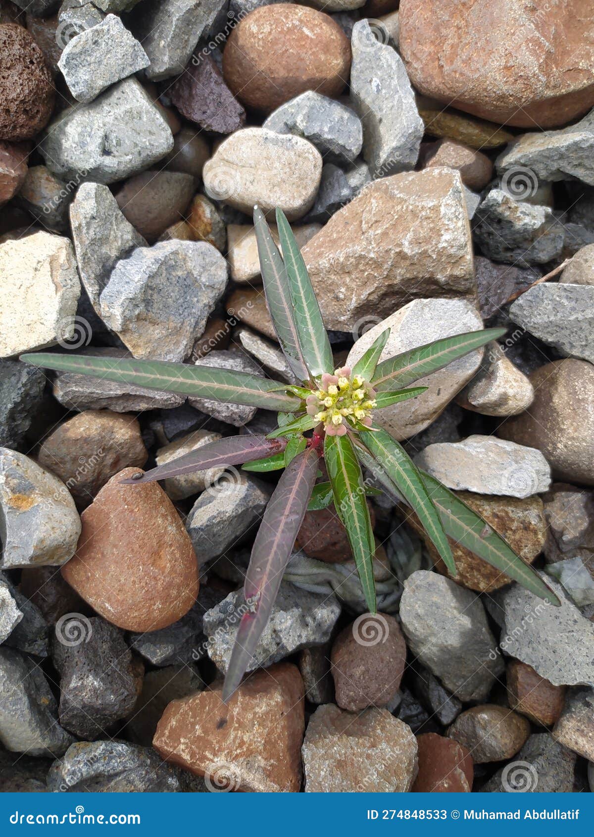 Grow and Live among the Rocks Stock Image - Image of rocks, soil: 274848533