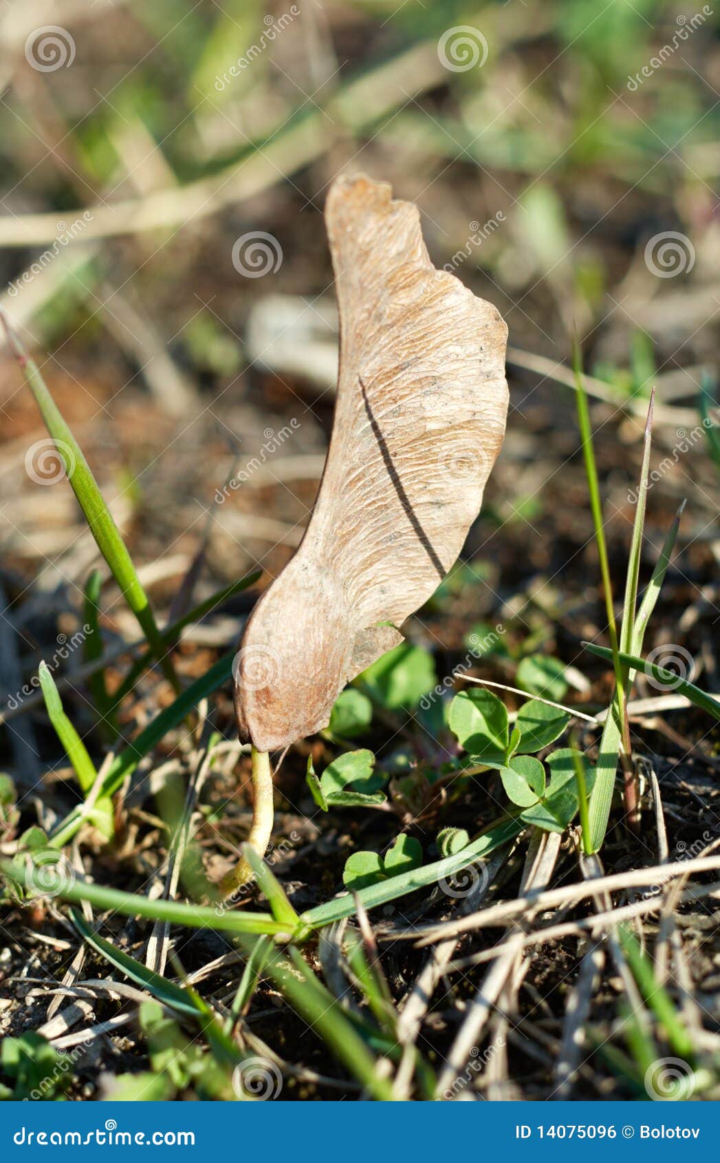 Grow a Maple Tree from Seed. Stock Photo - Image of growing, macro ...