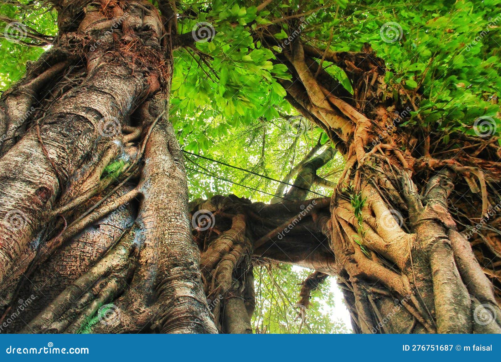 Grow old together stock image. Image of forever, together - 276751687