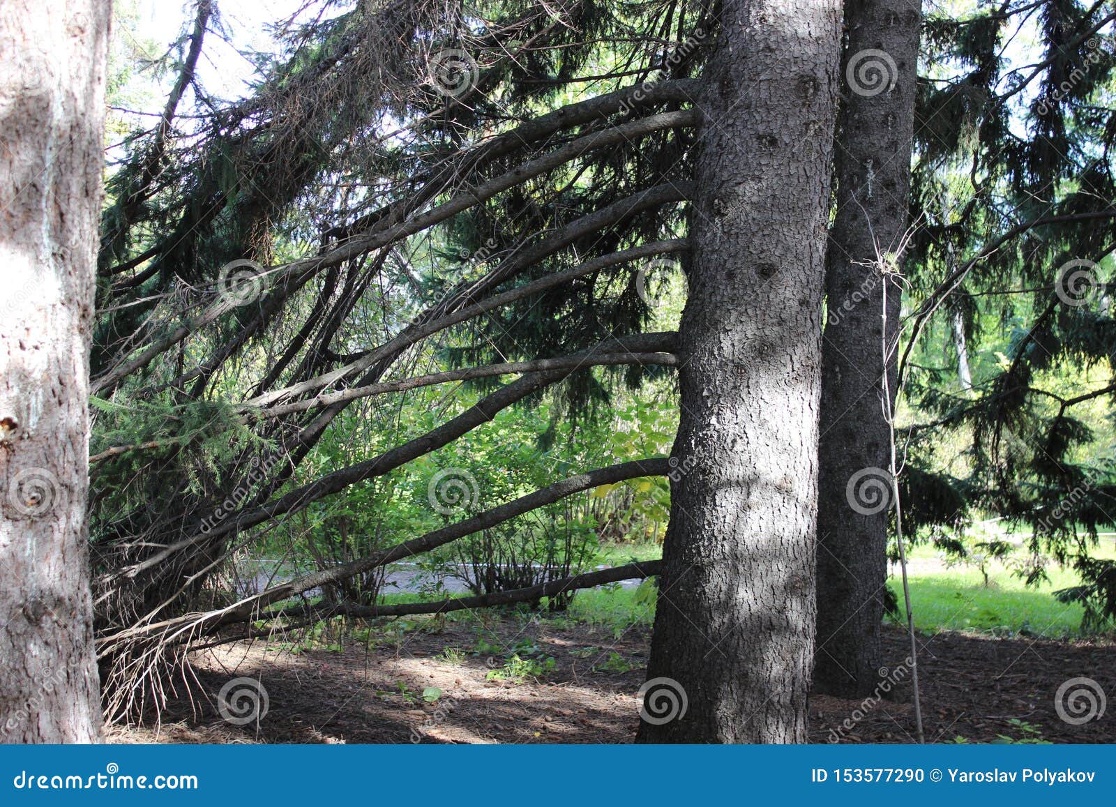 Unusual Tree Branches in Thickets Stock Photo - Image of tree, grow ...