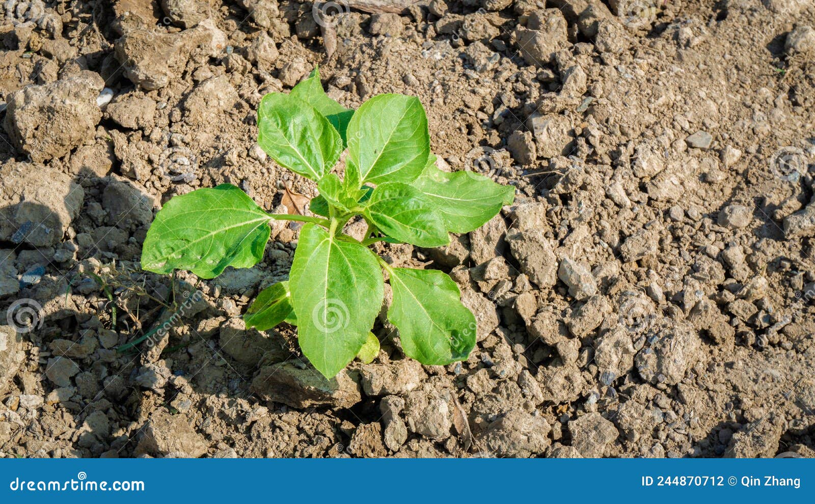 Green Vegetable Plant in the Ground, Vegetable Field Stock Photo ...