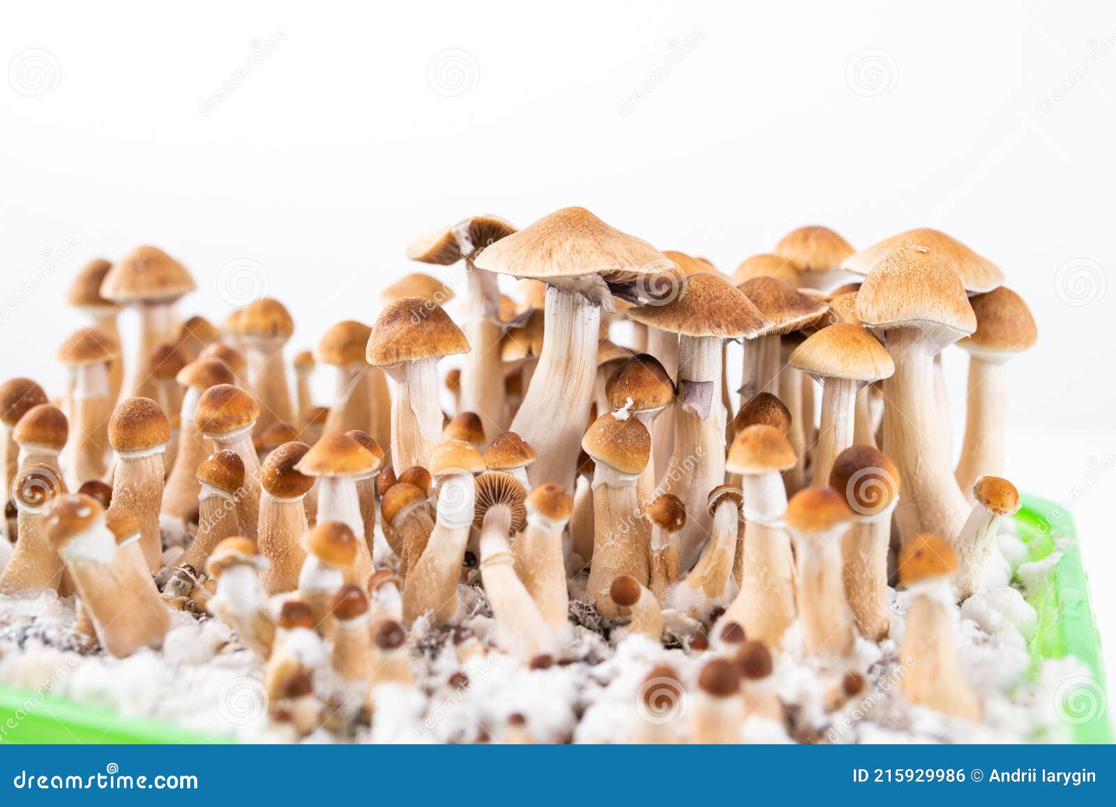 Psilocybe Cubensis Grow