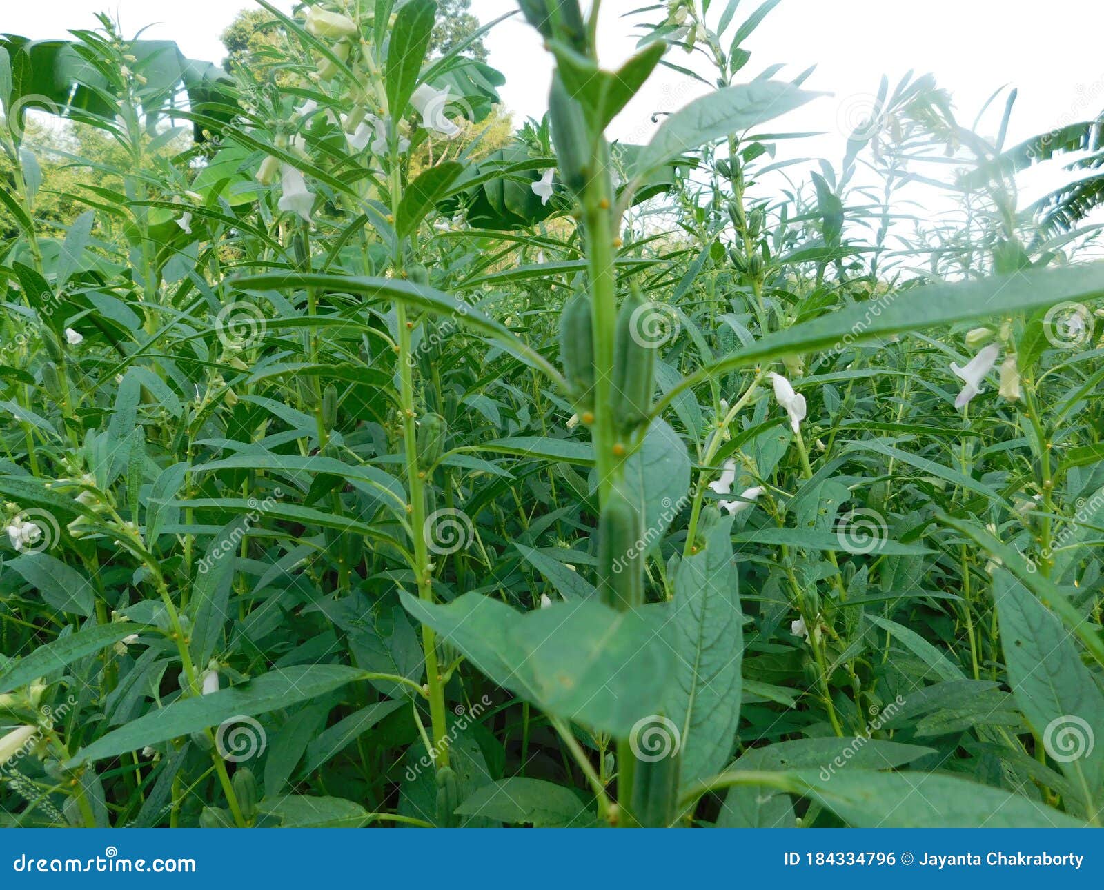 Grow Sesame Plant Field in India Stock Photo - Image of nature, ecology ...