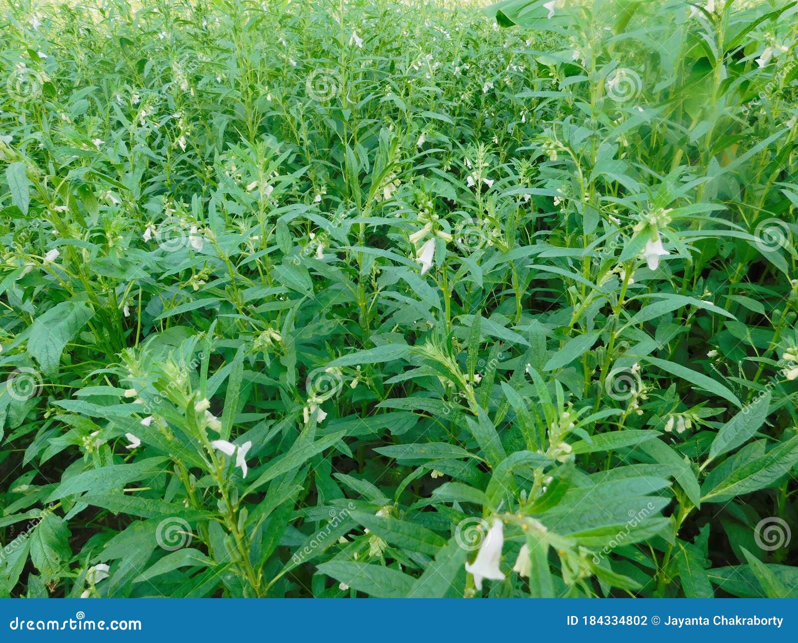Grow Sesame Plant Field in India Stock Photo - Image of nature ...
