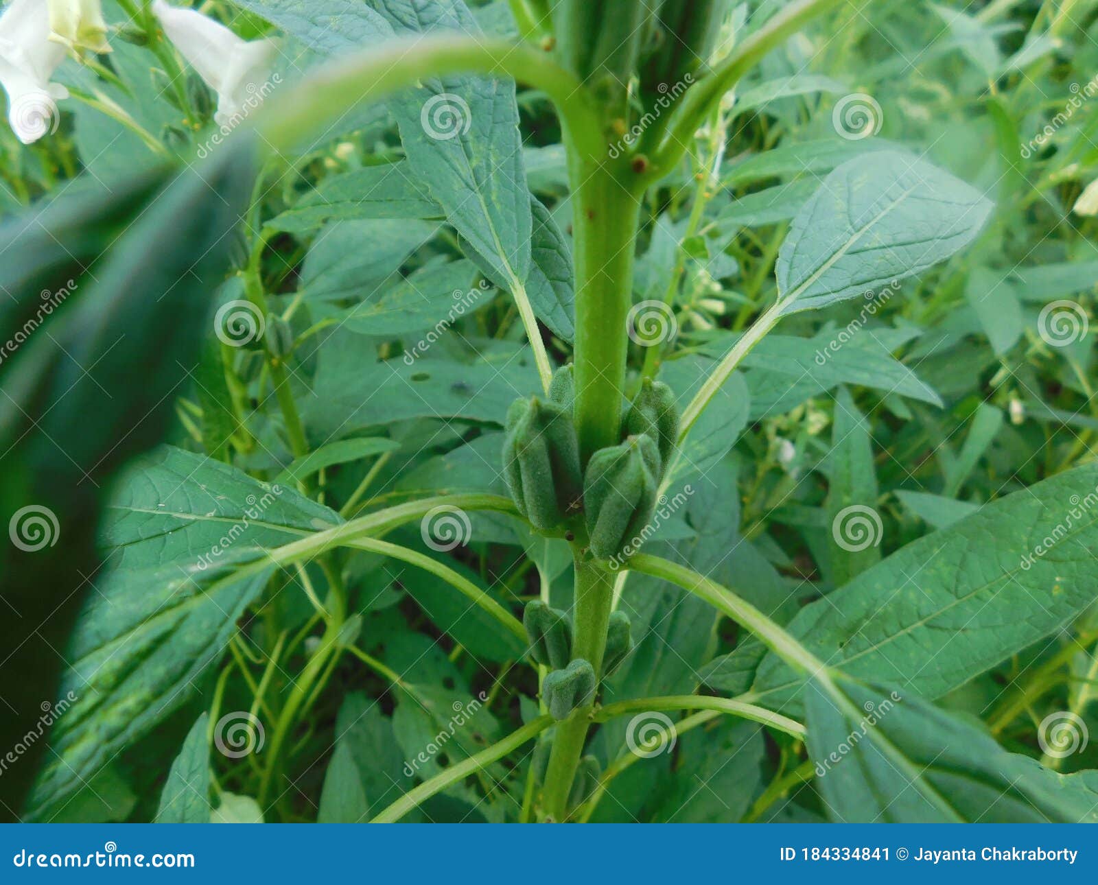 Grow Sesame Plant Field in India Stock Image - Image of grain, garden ...