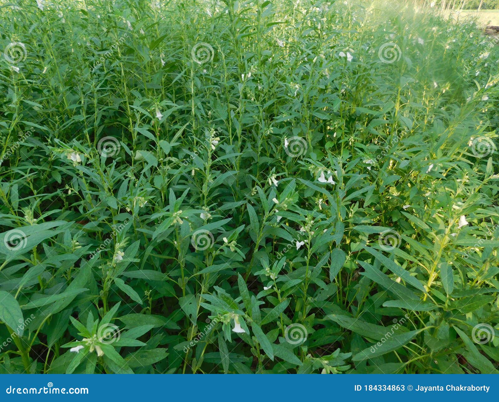 Grow Sesame Plant Field in India Stock Image - Image of field, natural ...