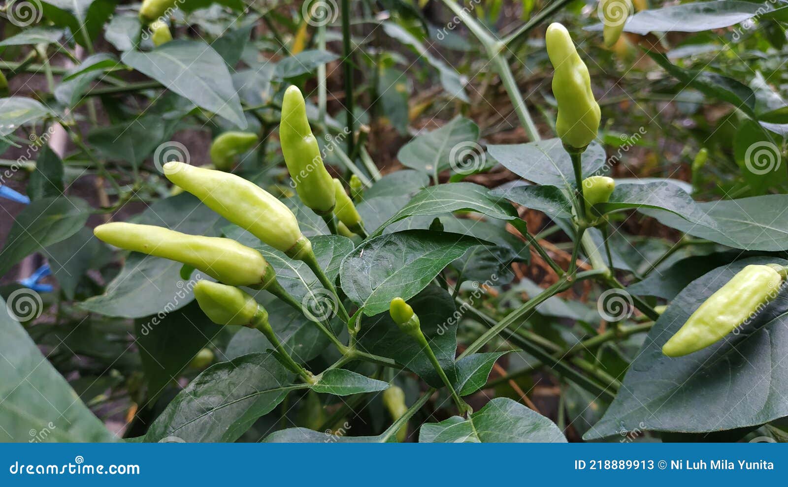 Small green chilli plants stock image. Image of wildflower - 218889913