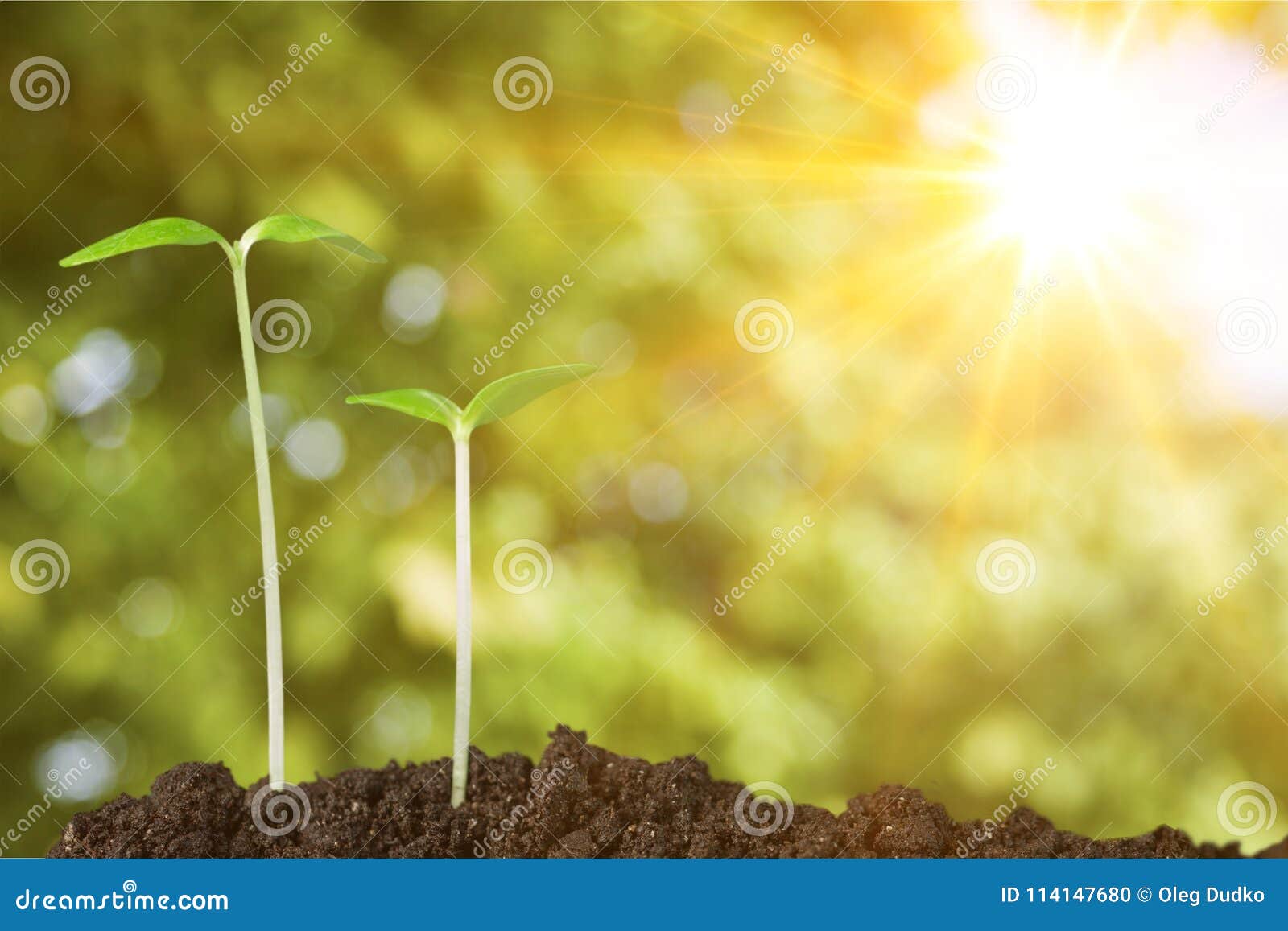 Grow stock photo. Image of leaf, growing, sapling, green - 114147680