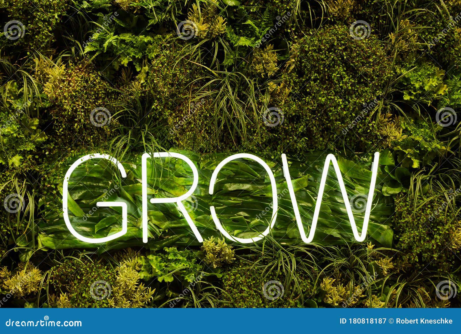 Grow text in green hedge stock image. Image of nature - 180818187