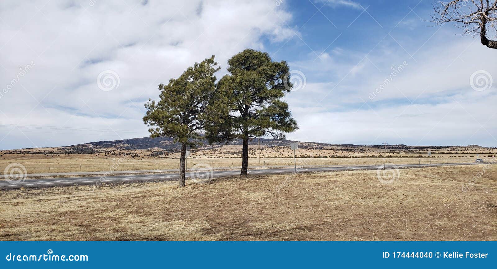 We grow together stock photo. Image of trees, calling - 174444040