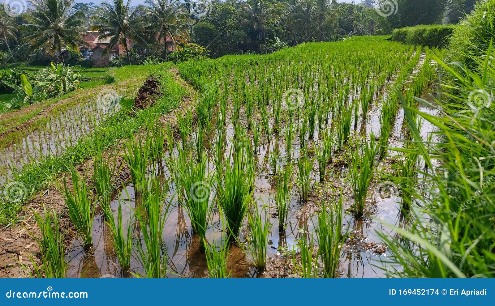 Grow up of rice stock photo. Image of nature, grow, rice - 169452174
