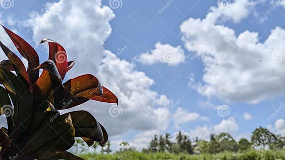 Grow up happily stock image. Image of happy, portrait - 342027609