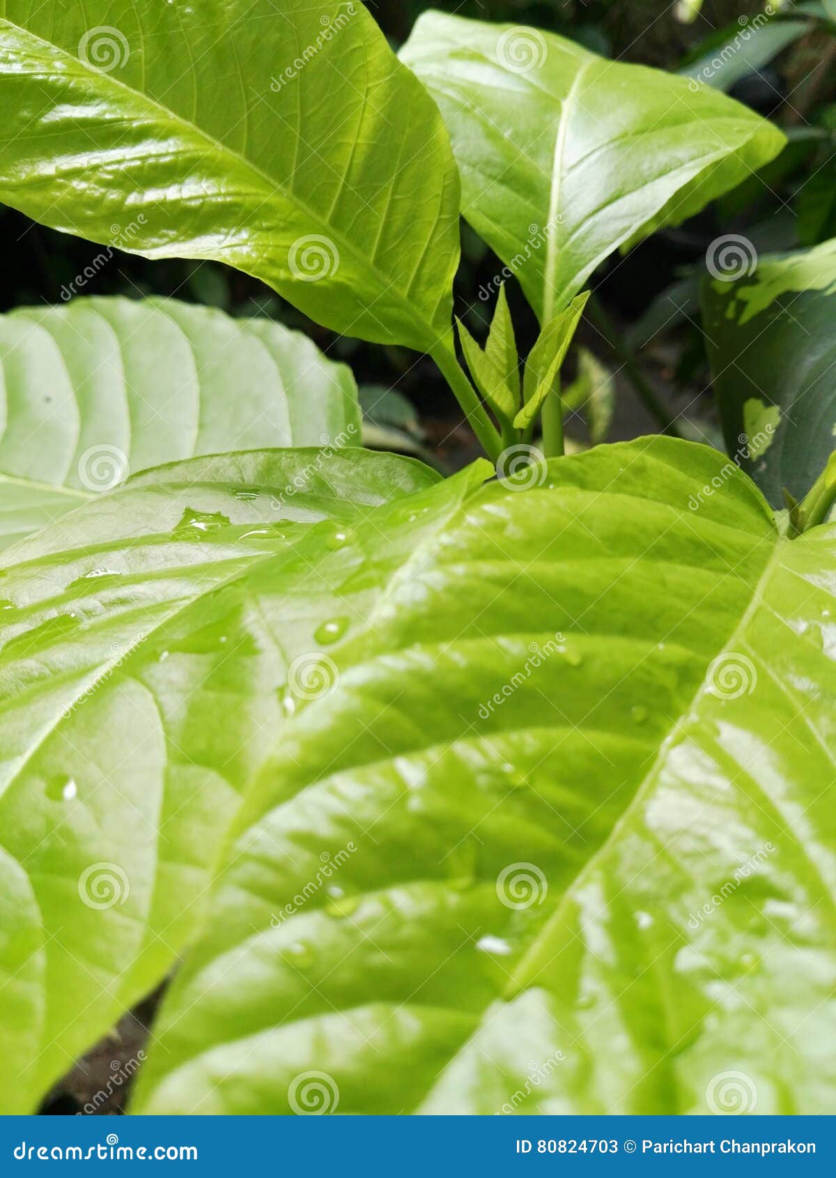 Grow up stock image. Image of waiting, grow, tree, time - 80824703