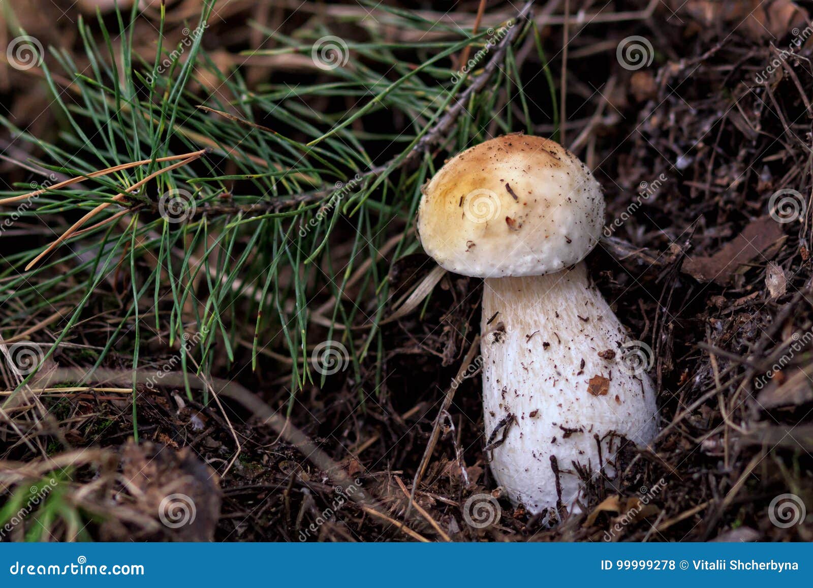 Mashroom in forest stock photo. Image of mashroom, forest - 99999278