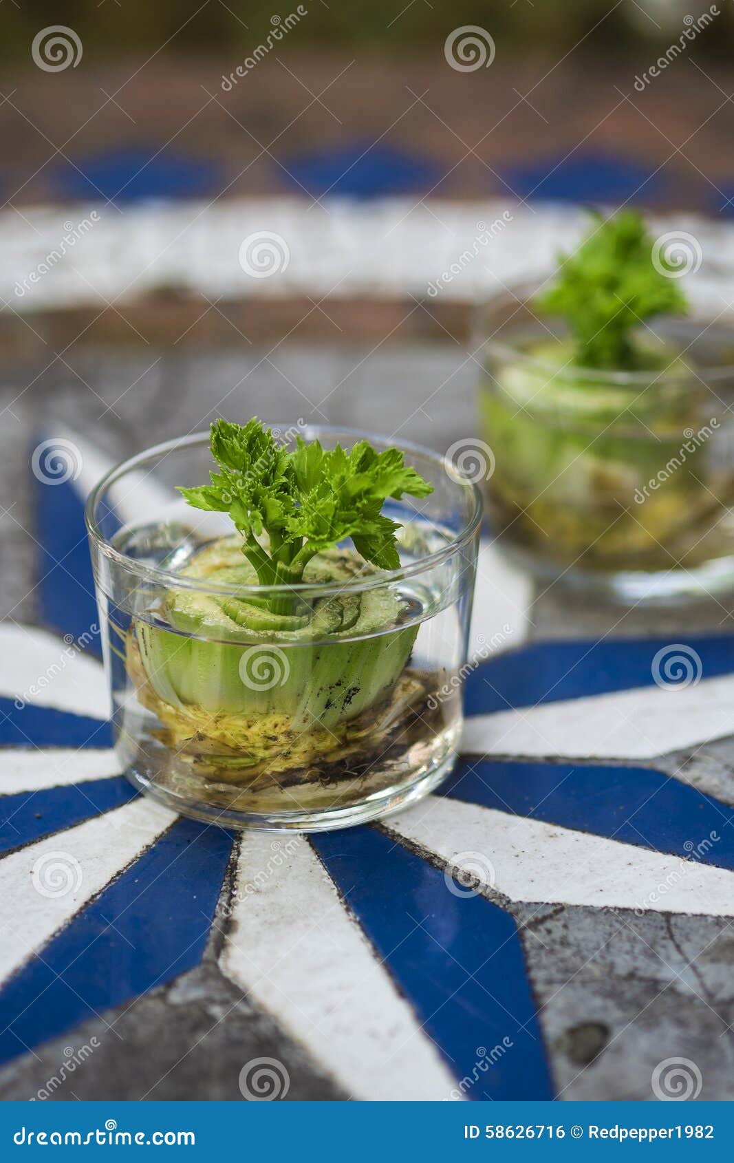 Grow Your Own Celery from Scraps Stock Photo - Image of glass, celery ...