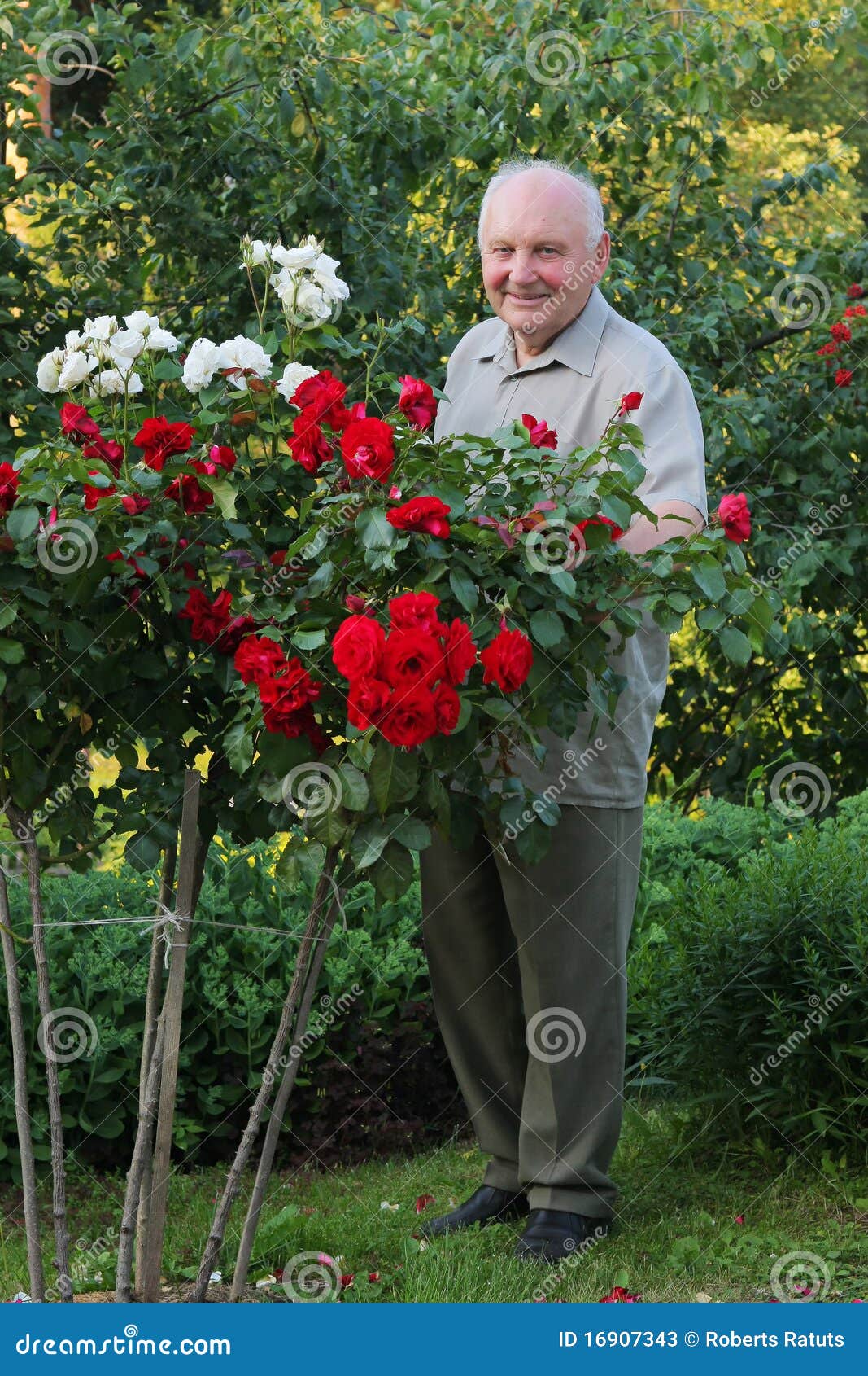 Grower of roses stock image. Image of beautiful, happy - 16907343