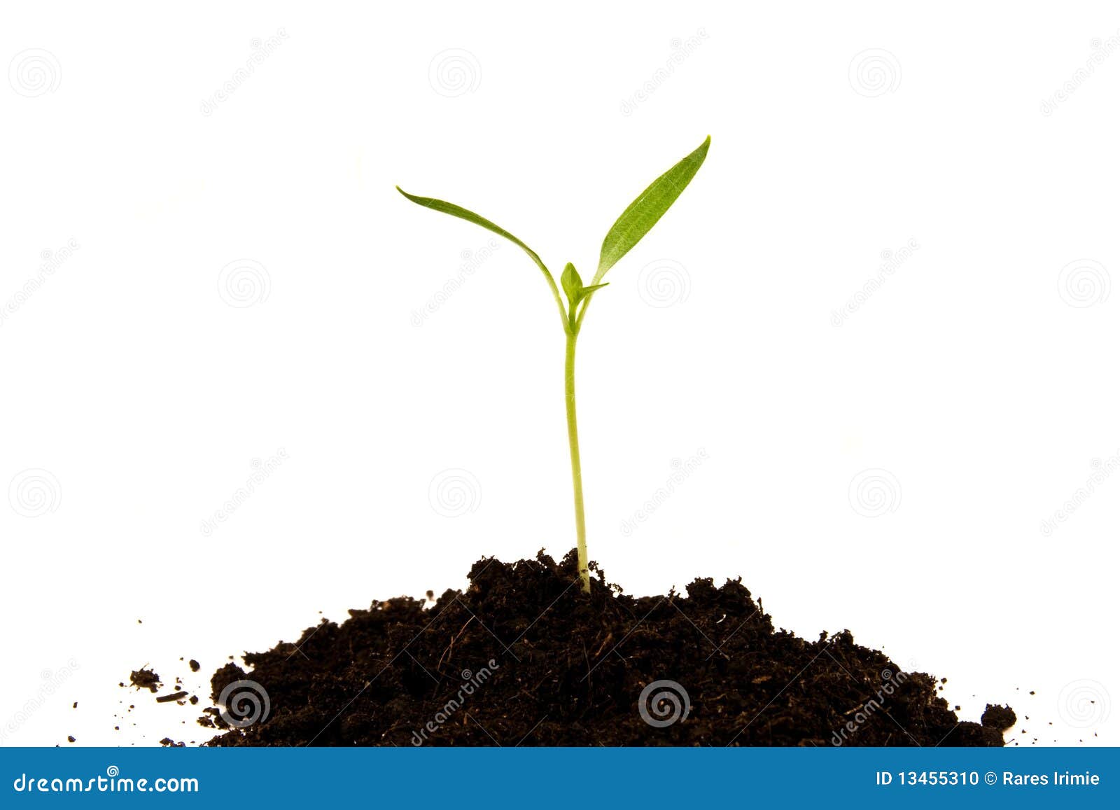 Growing stock photo. Image of earth, environment, small - 13455310